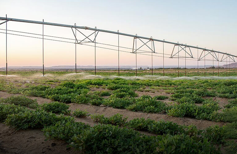 iSiS produces food – isis organic since 1977